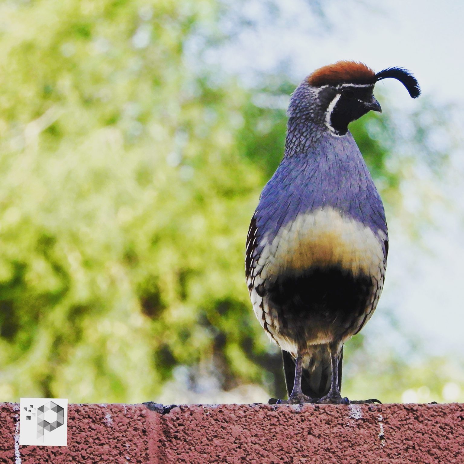 Gambel's Quail and Other Bird Calls - Renner Writes