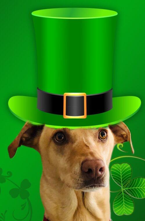 Lucky Dogs - Renner Writes